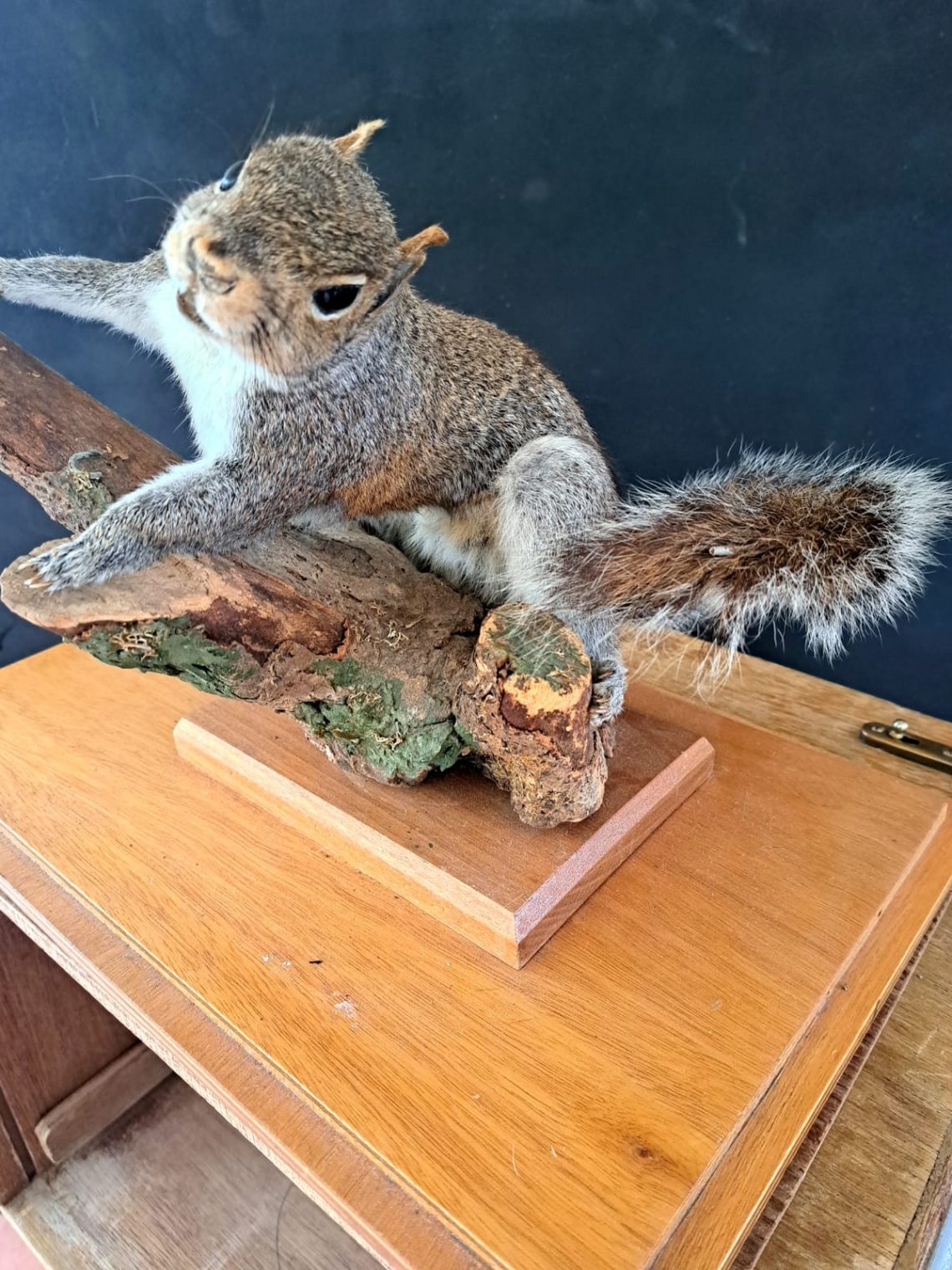 Taxidermy Grey Squirrel – Norfolk Vintiques