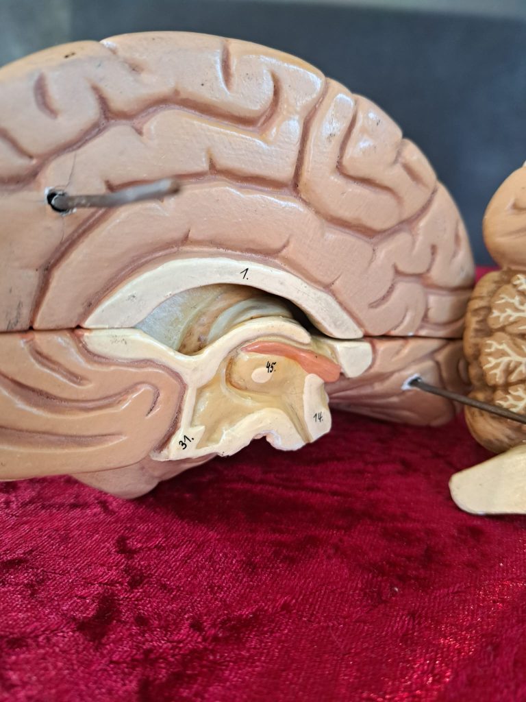 Antique 3 Piece Brain Model – Norfolk Vintiques